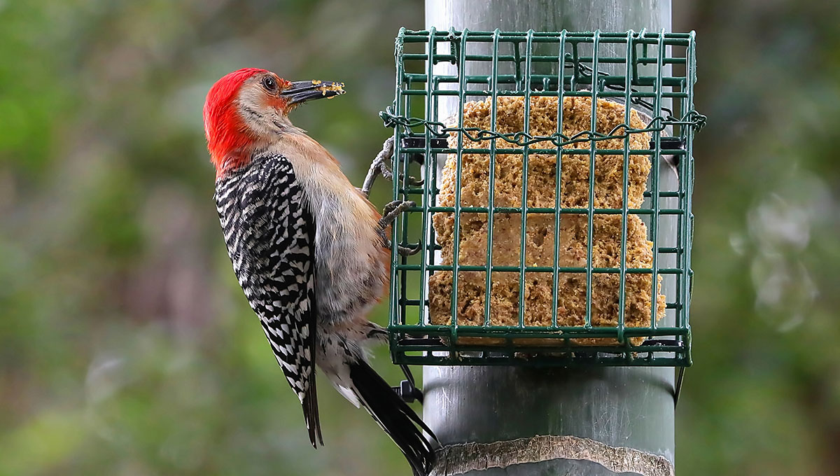 Understanding Suet Forms: From Cakes to Nuggets and More